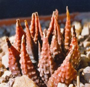 Volume 2, Chapter 3:- Where to Haworthia limifolia