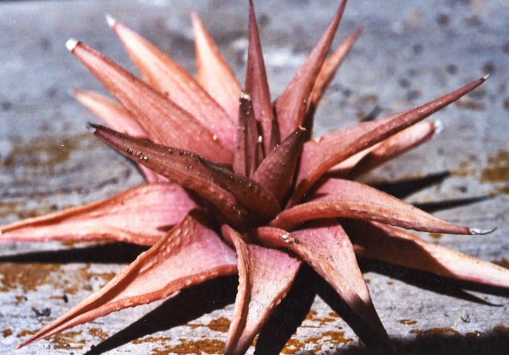 Volume 2, Chapter 3:- Where to Haworthia limifolia