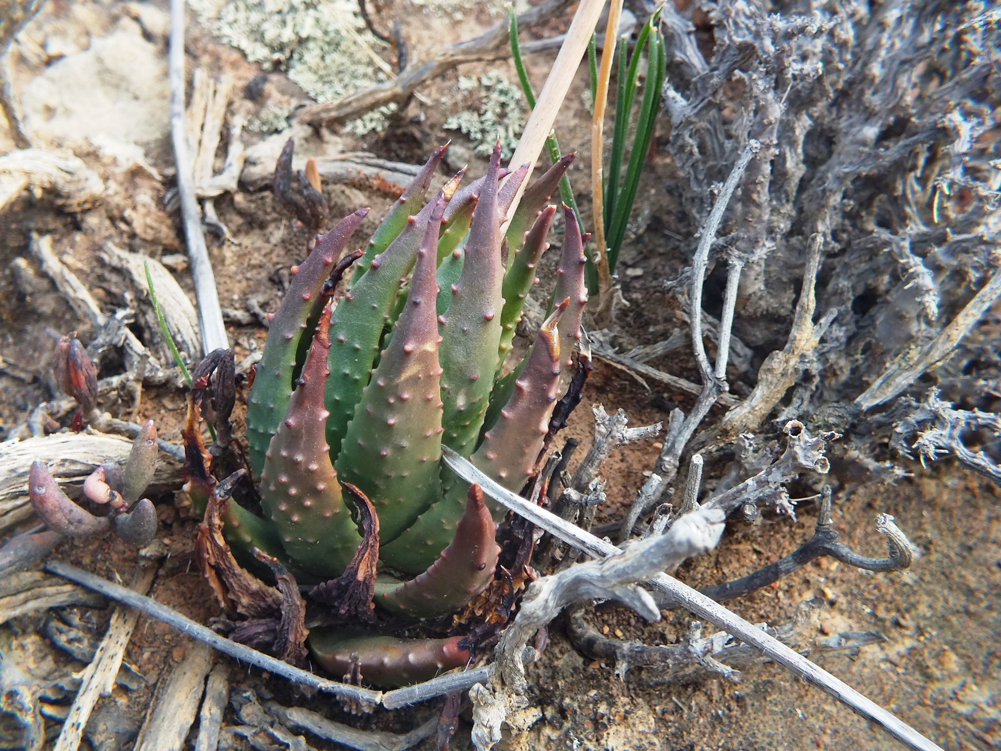 MBB7989 Haworthia pumila, Lemoenpoort - Haworthia Updates