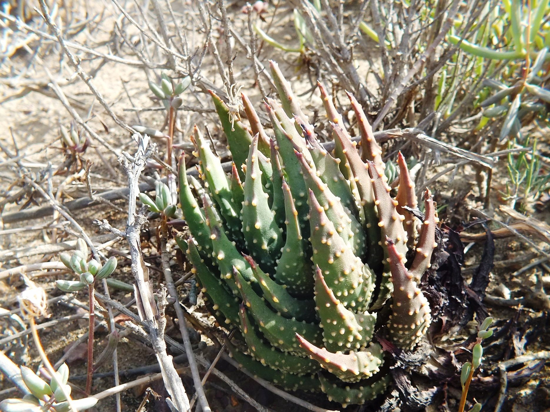 Pumila Archives - Haworthia Updates