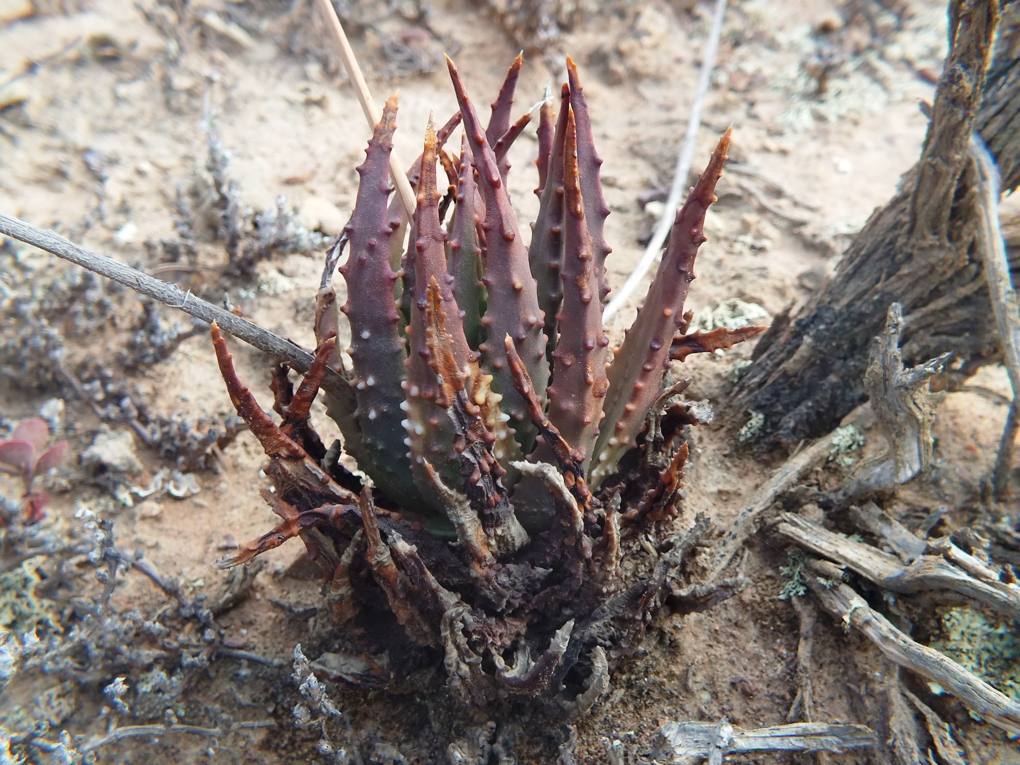 Pumila Archives - Haworthia Updates