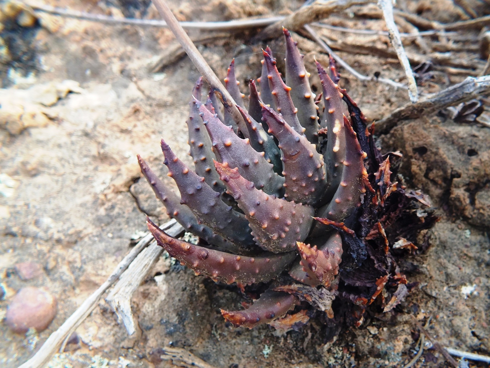 Pumila Archives - Haworthia Updates