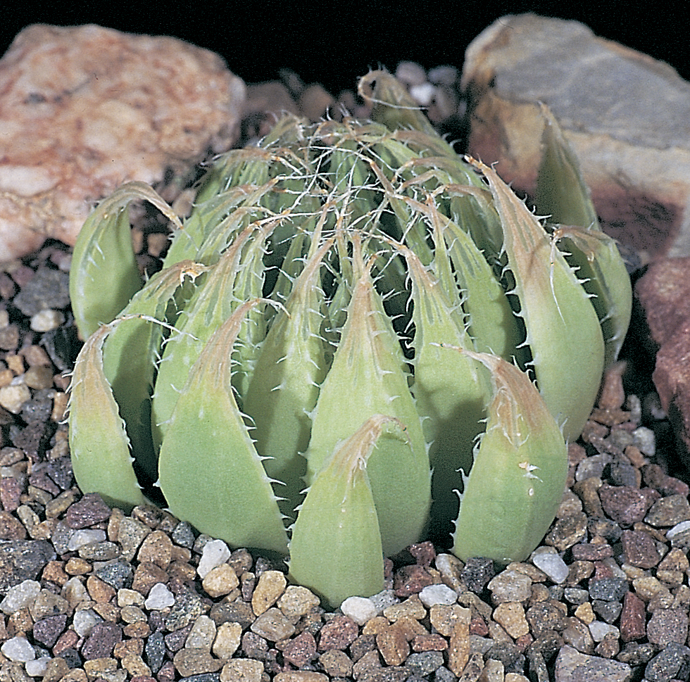 Haworthia Revisited - 10. Haworthia decipiens - Haworthia Updates
