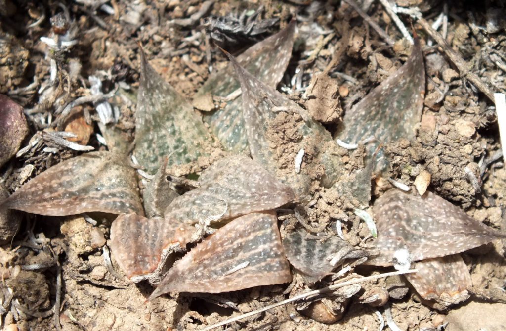 37. Albertinia - Haworthia Updates