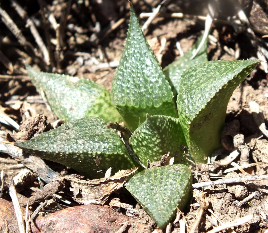 37. Albertinia - Haworthia Updates
