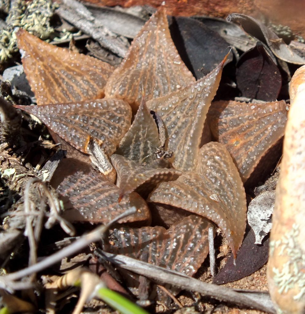 37. Albertinia - Haworthia Updates