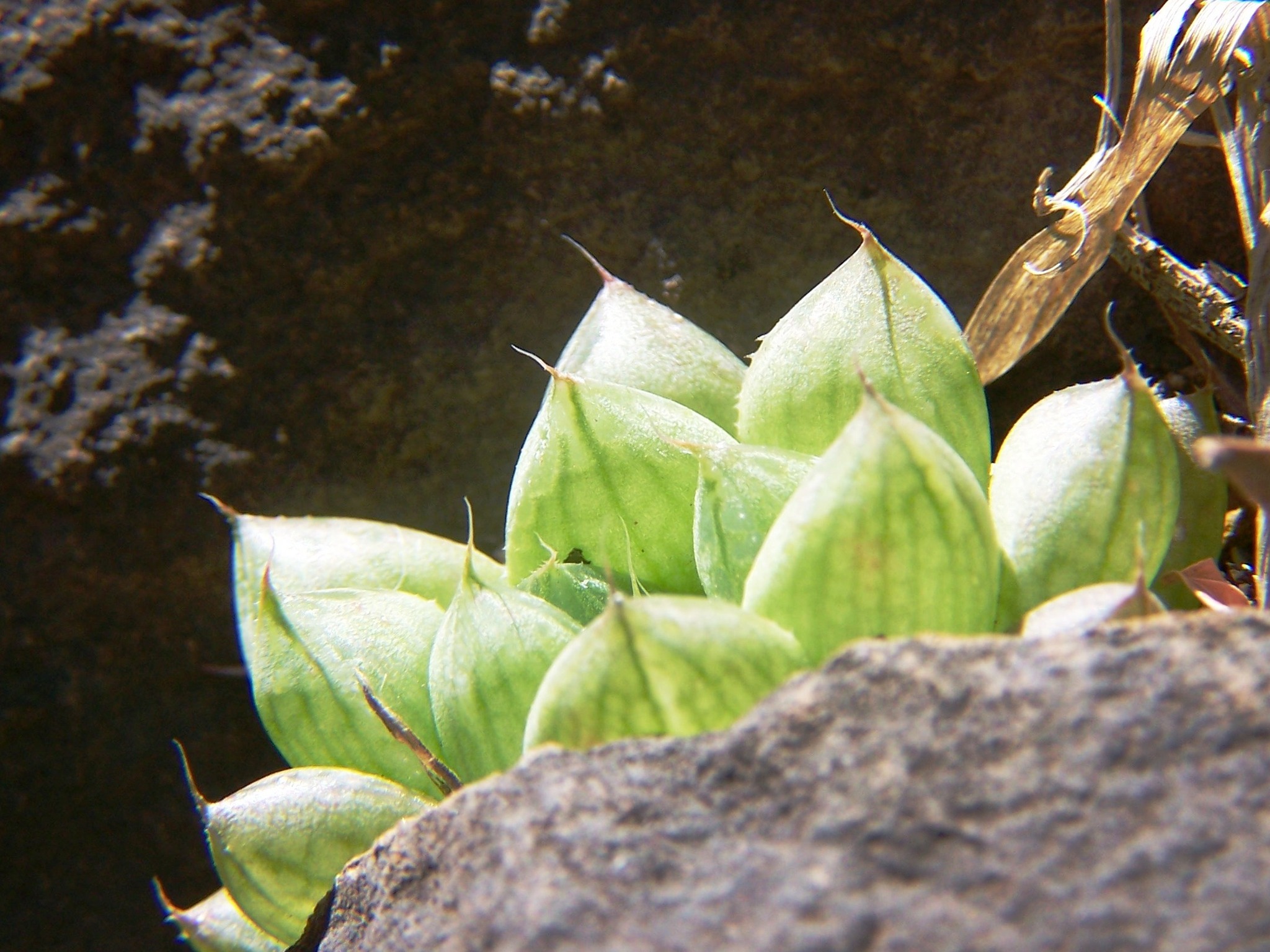 Cymbiformis Cooperi - Haworthia Updates